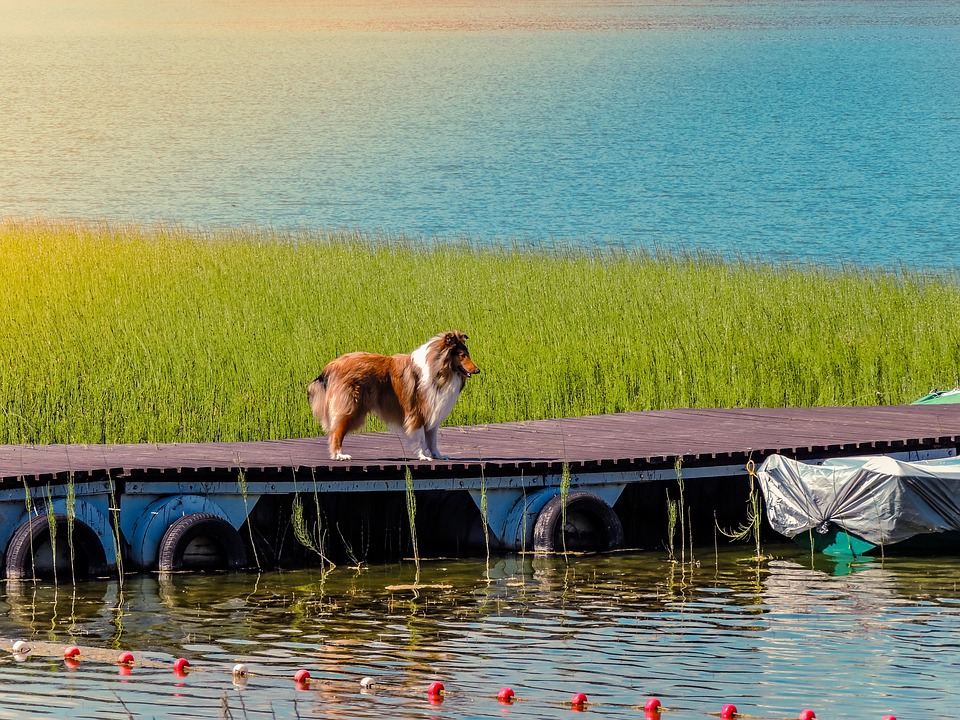 Shetland Sheepdog Dog Boardwalk - Free photo on Pixabay - Pixabay