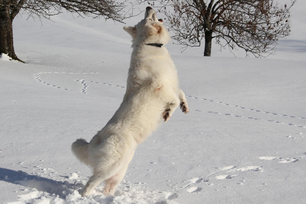 Dog Berger White - Free photo on Pixabay - Pixabay