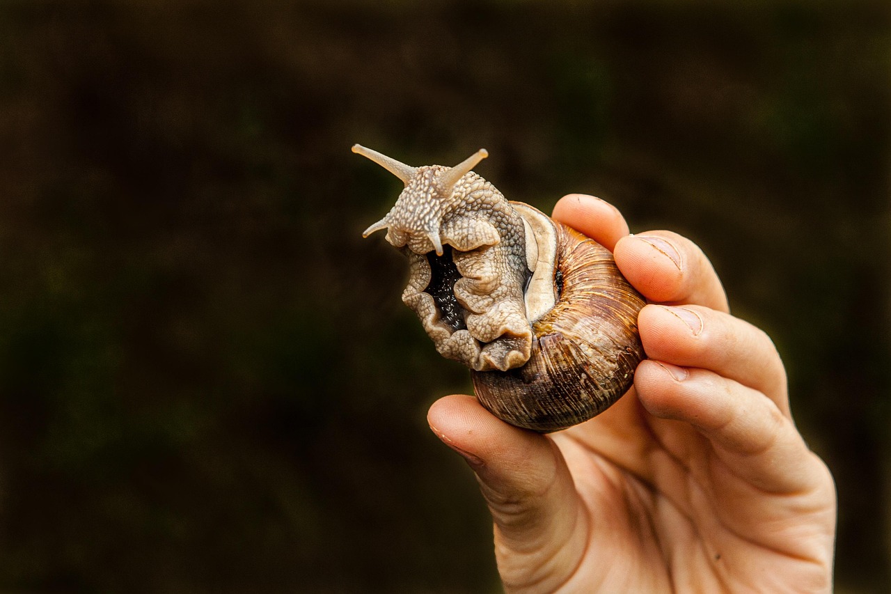 Escargot Coquille Main - Photo gratuite sur Pixabay - Pixabay