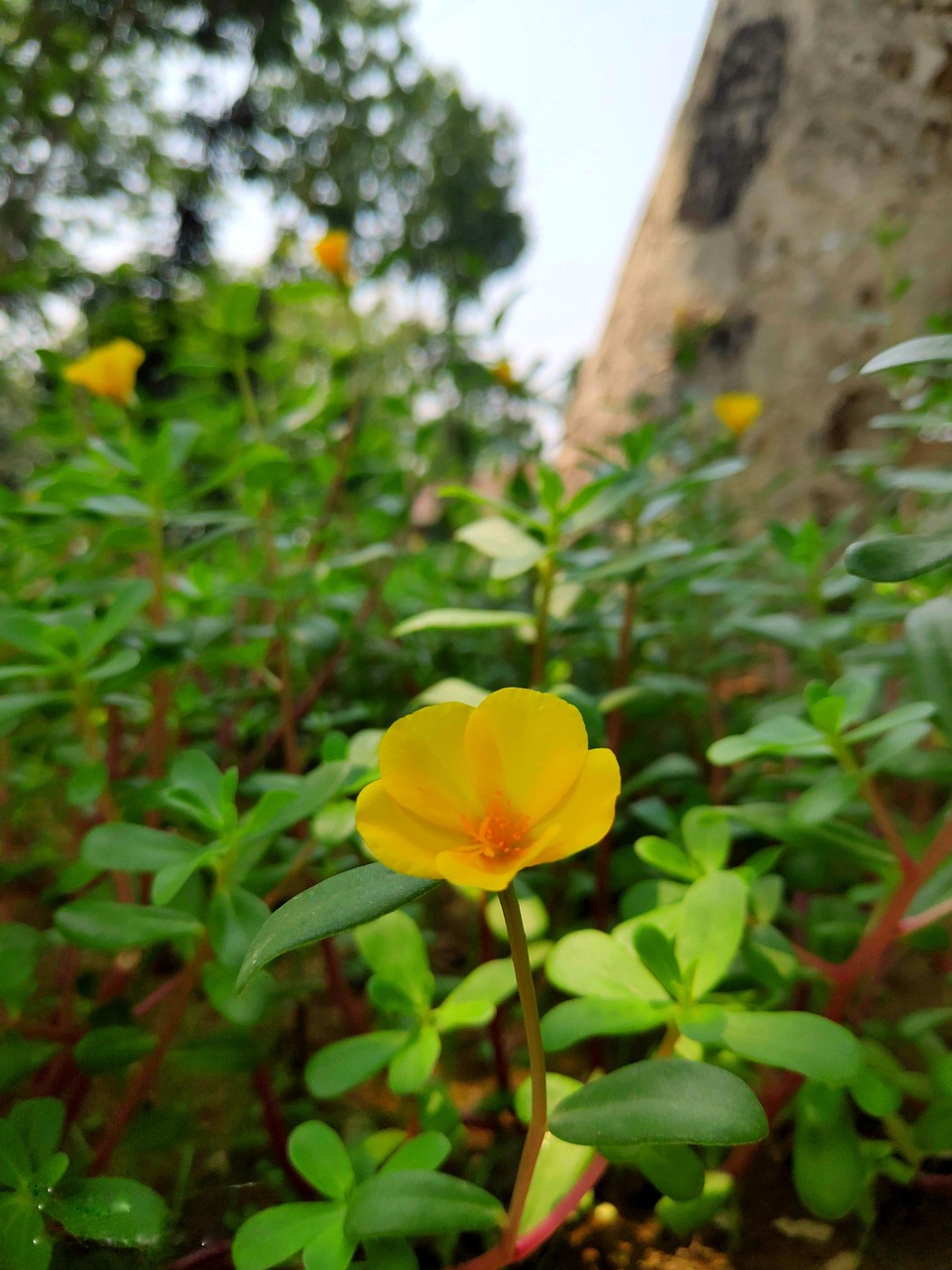 Kuning Bunga Alam - Foto gratis di Pixabay - Pixabay