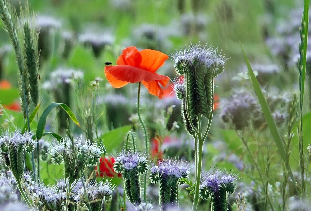 Flowers Plants Meadow - Free photo on Pixabay