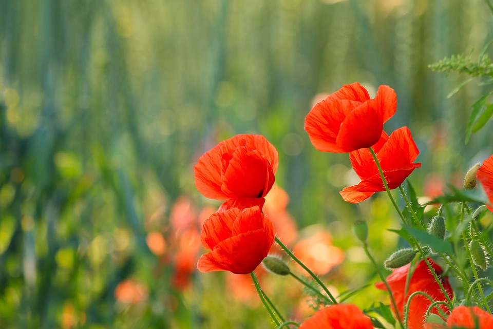 Poppies Flowers Buds Red - Free photo on Pixabay