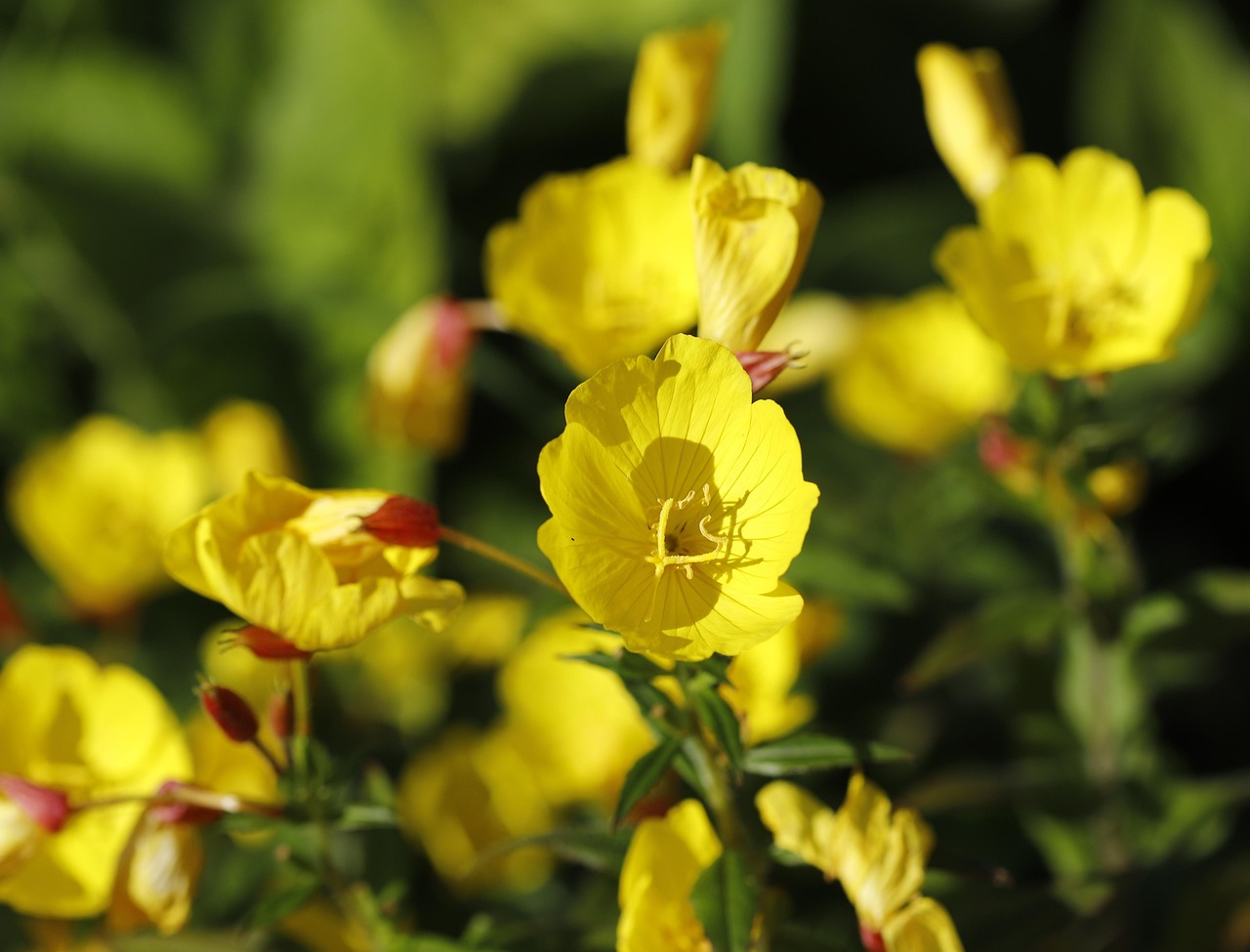 Narrow-Leaved Sundrops Flowers - Free photo on Pixabay - Pixabay