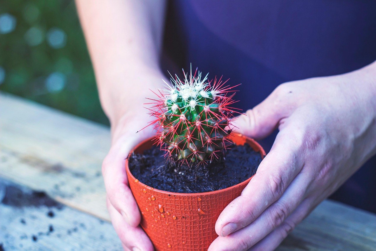 Cactus Vert La Nature - Photo gratuite sur Pixabay Cactus Vert La Nature - Photo gratuite sur Pixabay