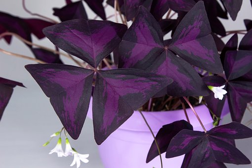 Más de 30 imágenes gratis de Trébol Morado y Naturaleza - Pixabay