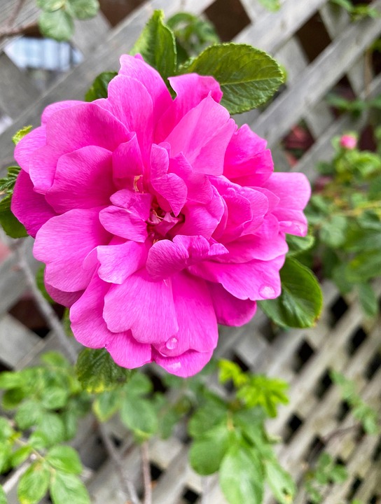 Rose Fleur - Photo gratuite sur Pixabay - Pixabay