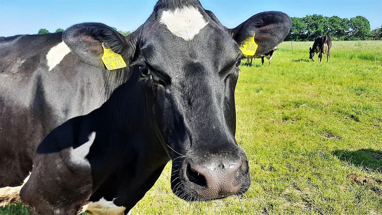 Sapi Padang Rumput Termasuk - Foto gratis di Pixabay - Pixabay