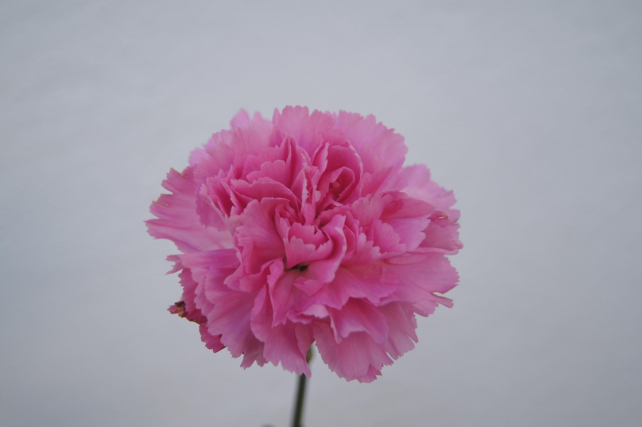 Peonía Flor The Pink Peony - Foto gratis en Pixabay - Pixabay