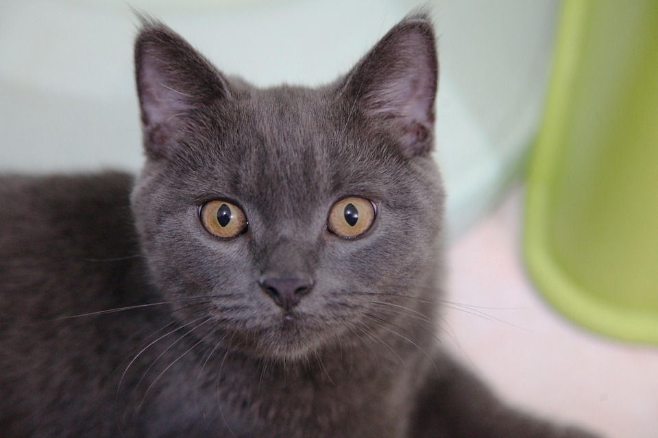 Britische Kurze Haare Suchen Katze - Kostenloses Foto auf Pixabay - Pixabay