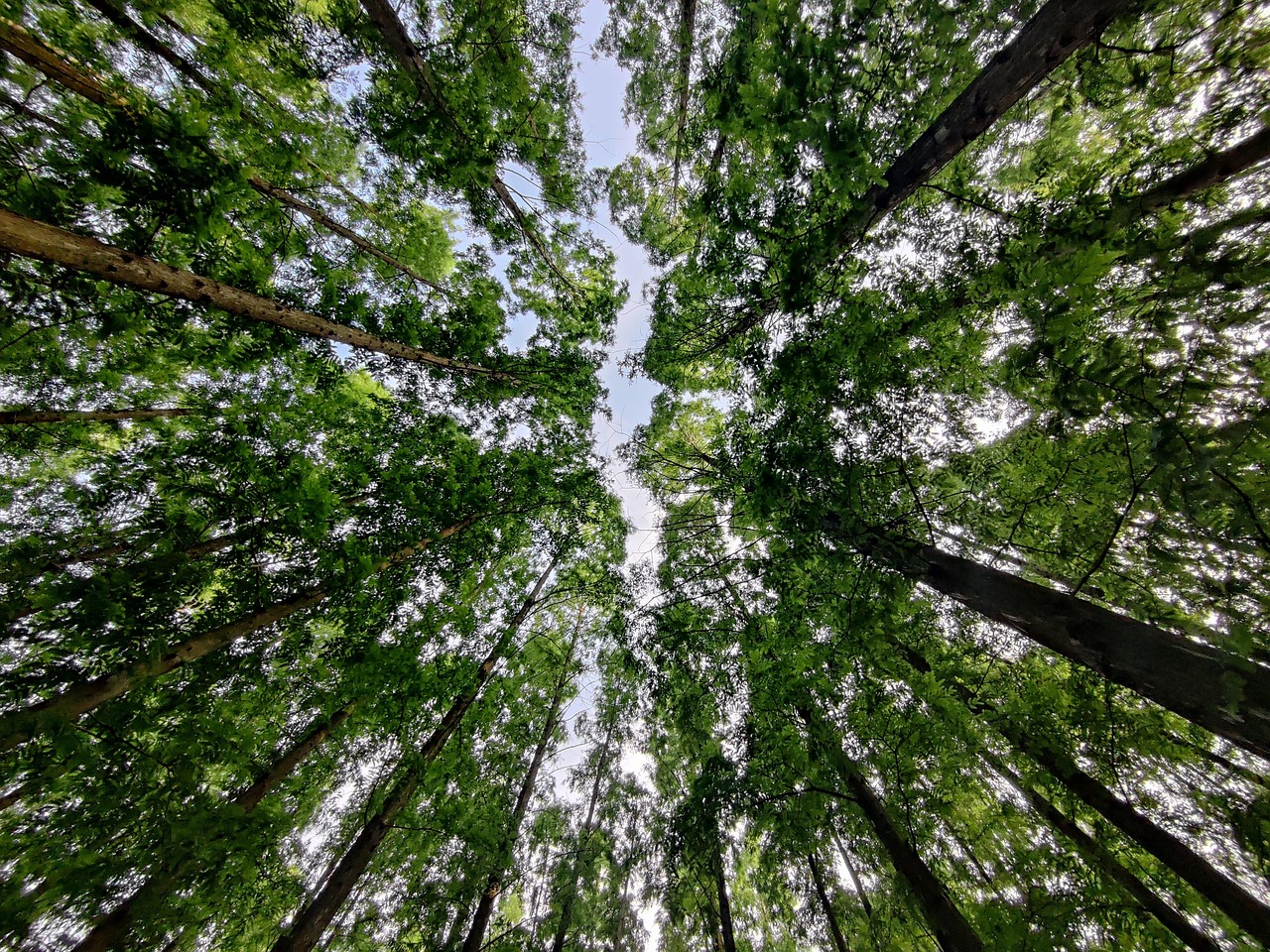 Forest Trees Canopy - Free photo on Pixabay