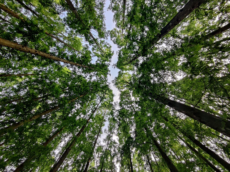 Forest Trees Canopy - Free photo on Pixabay