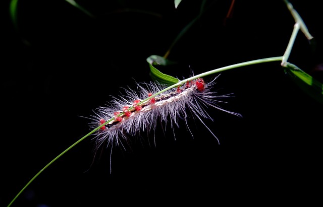 Chenille Insecte - Photo gratuite sur Pixabay - Pixabay