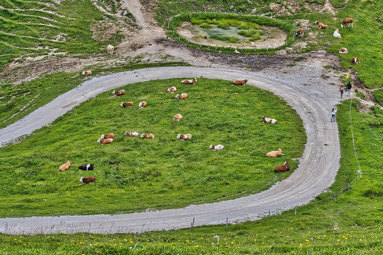 Cows Pasture Road Serpentine - Free photo on Pixabay - Pixabay
