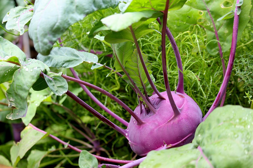 Kohlrabi Vegetable Plant German - Free photo on Pixabay - Pixabay