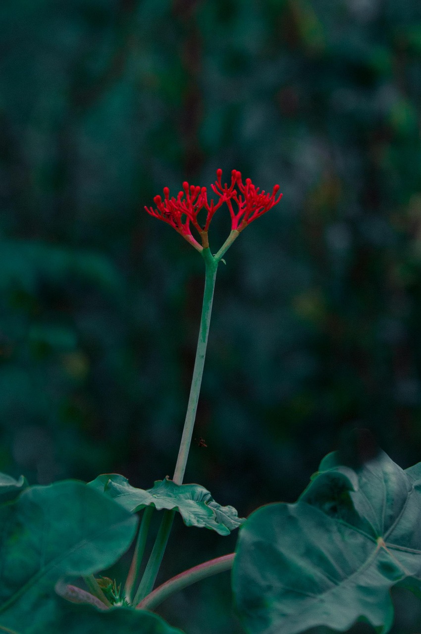 Planta Da Barriga De Buda Flor - Foto gratuita no Pixabay - Pixabay