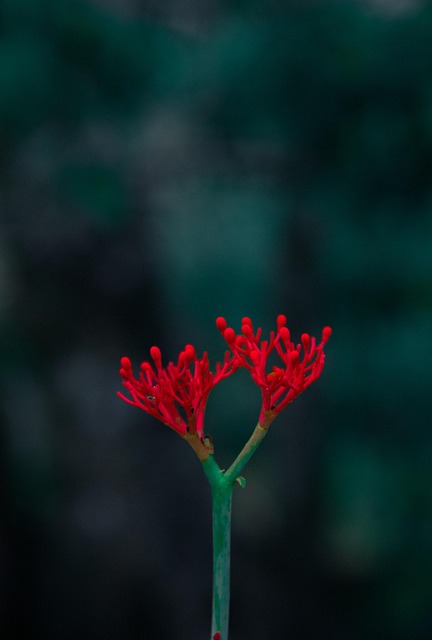 Planta Del Vientre De Buda Flor - Foto gratis en Pixabay - Pixabay