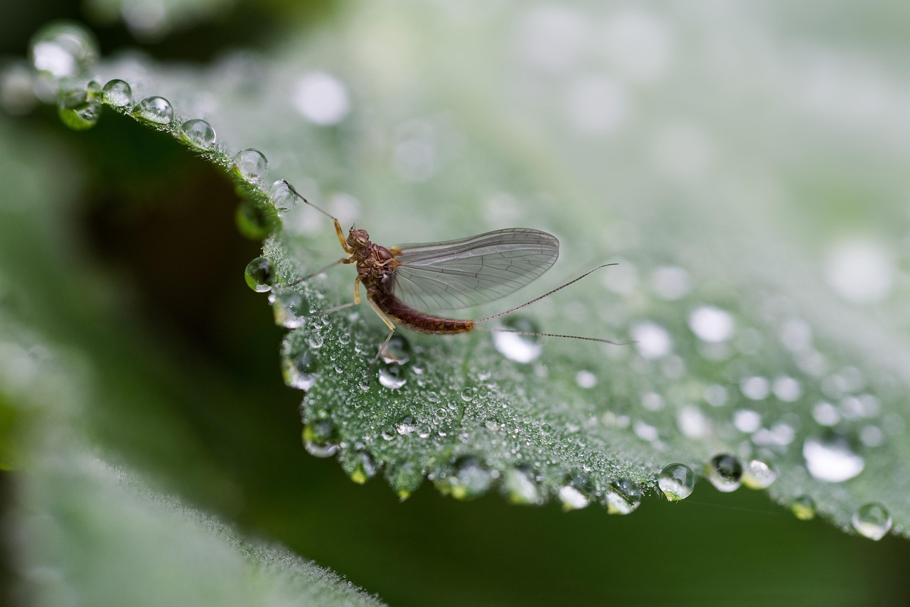 50+ Free Mayflies & Mayfly Images - Pixabay