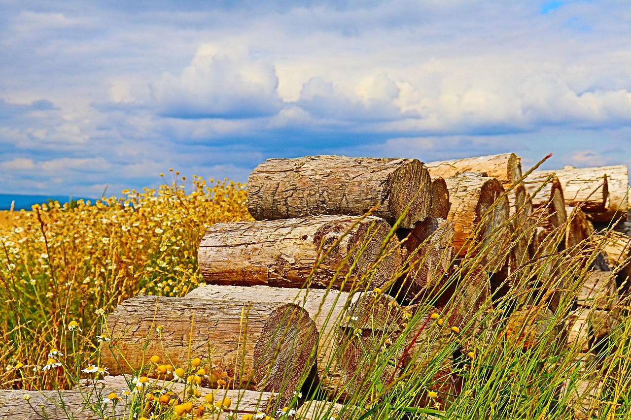 Bosque Pila Troncos De Árboles - Foto gratis en Pixabay - Pixabay