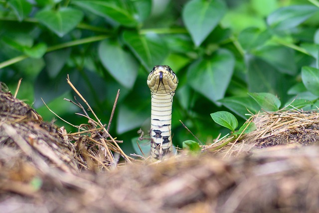 Line Reptile Grass Snake - Free photo on Pixabay - Pixabay
