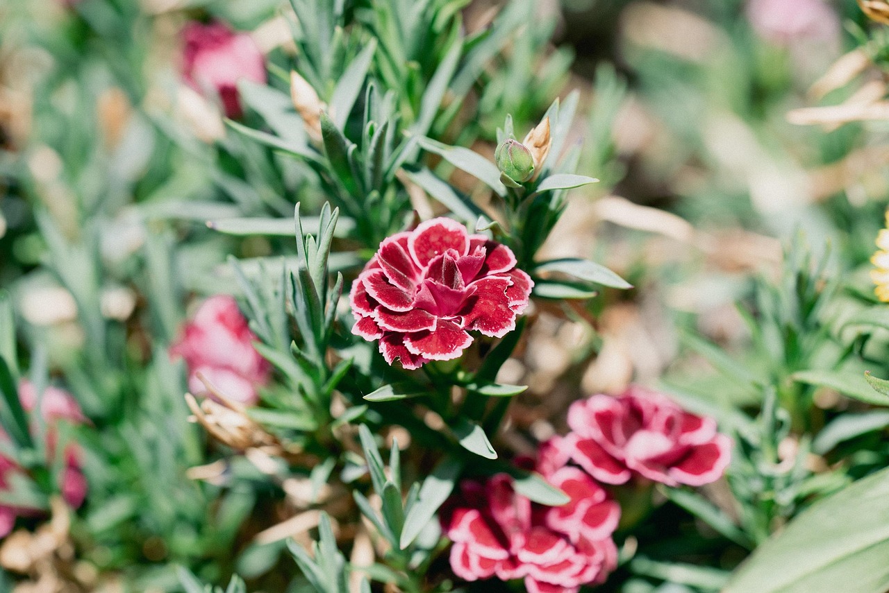 Nelke Blume Pflanze - Kostenloses Foto auf Pixabay - Pixabay