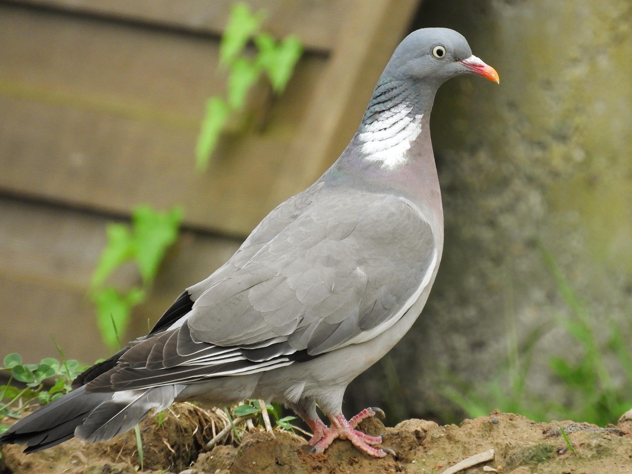 Colombe Oiseau Animal - Photo gratuite sur Pixabay - Pixabay