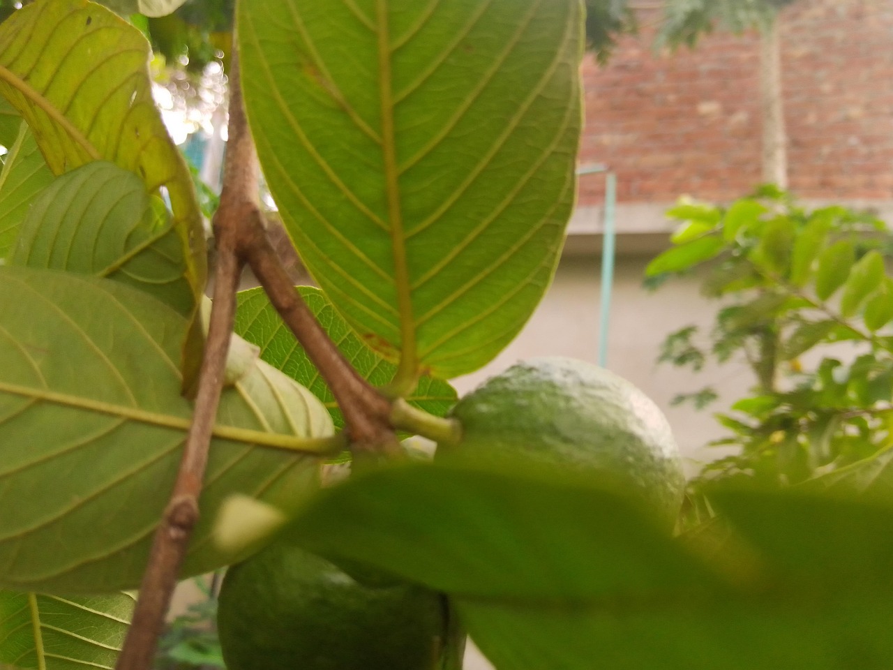 Boda De Guayaba