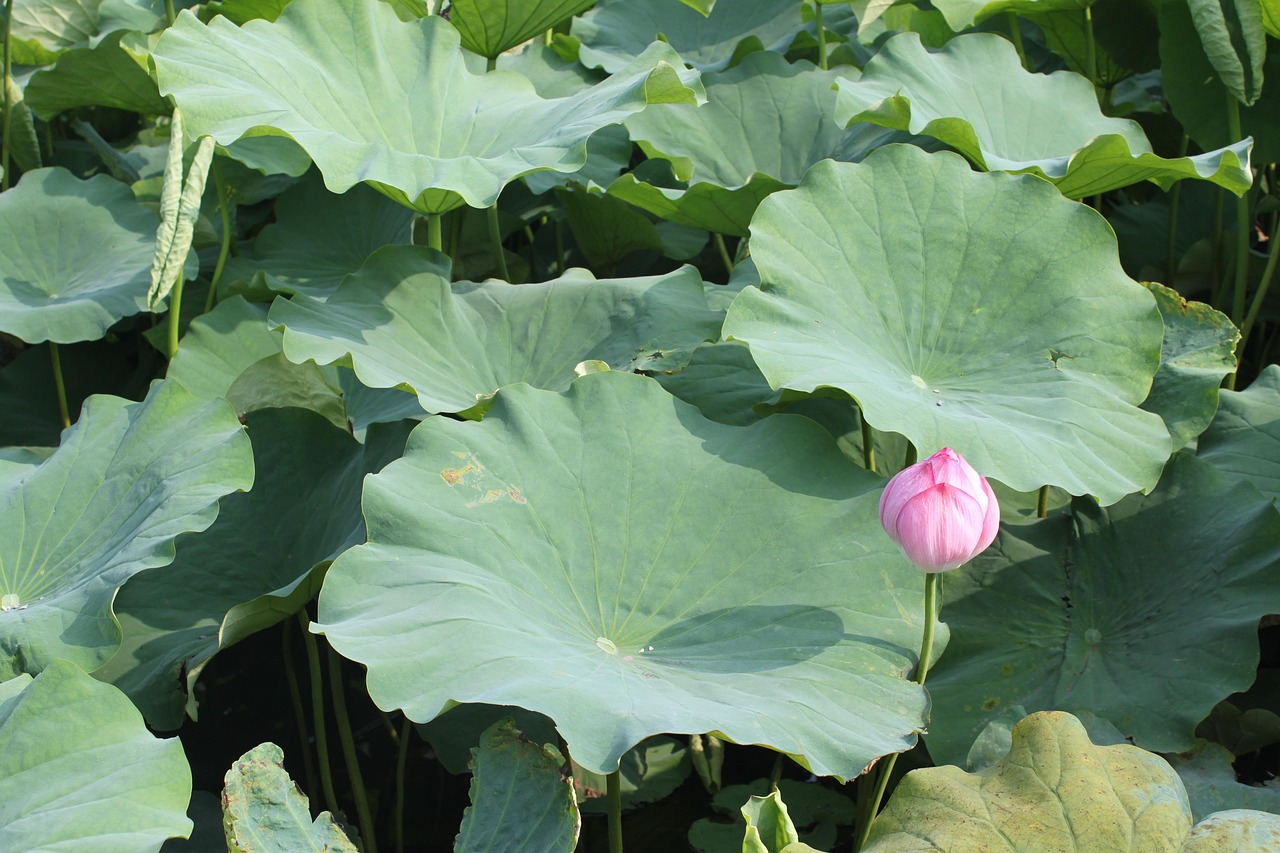 Teratai Tunas Daun - Foto gratis di Pixabay - Pixabay