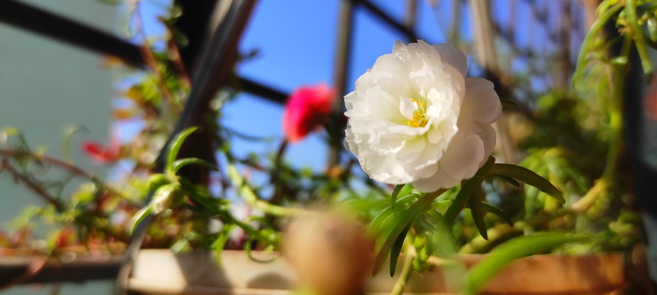 Flores Natureza Jardim - Foto gratuita no Pixabay - Pixabay