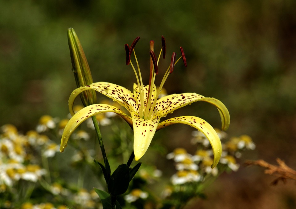 Tiger Lily Flowers Dew - Free photo on Pixabay - Pixabay