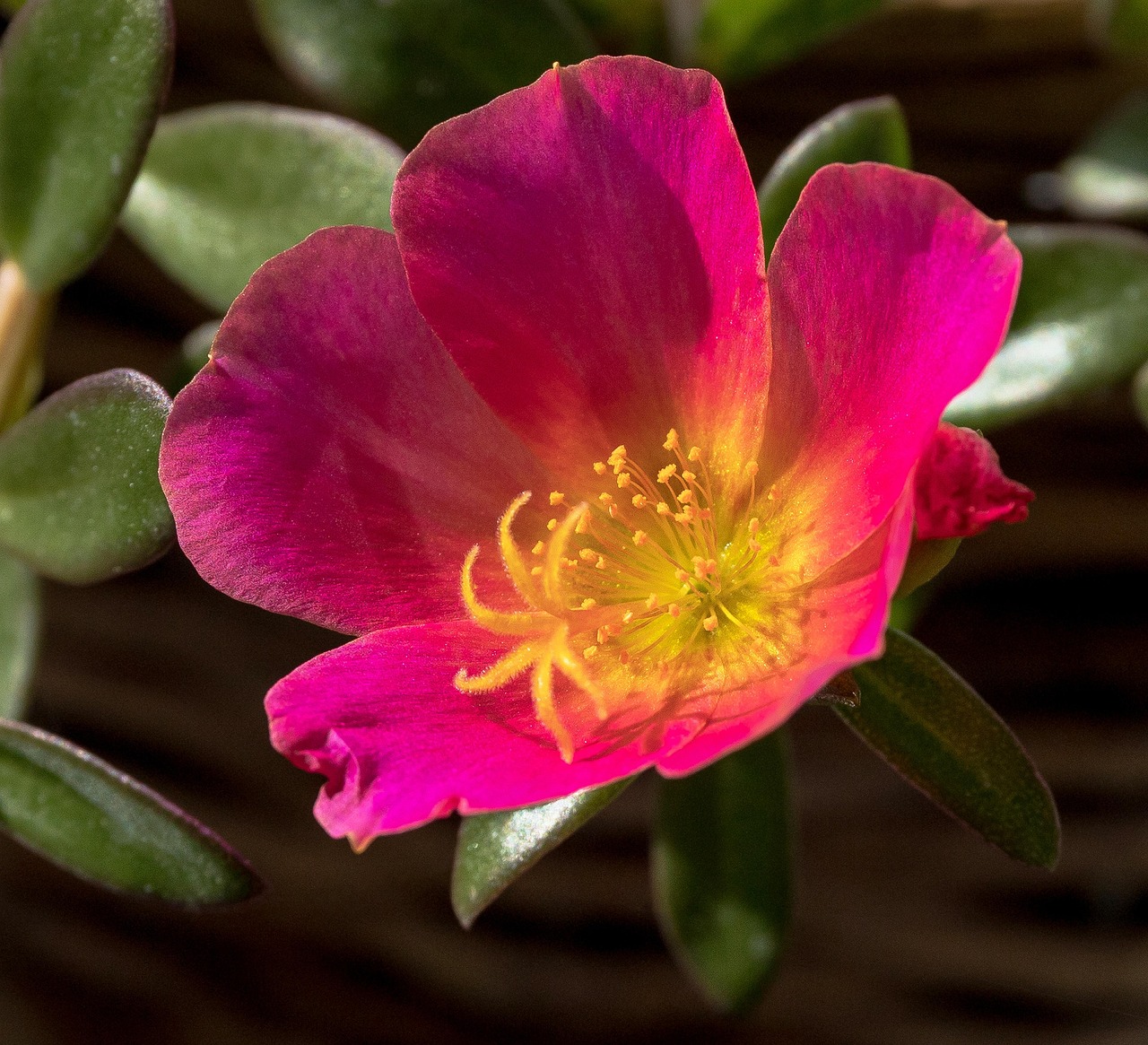 Flor Rosa Florescer - Foto gratuita no Pixabay - Pixabay