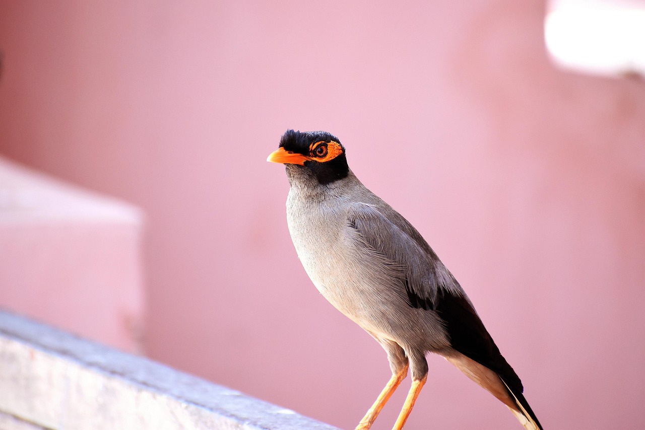 Banque Myna Oiseau Animal - Photo gratuite sur Pixabay - Pixabay