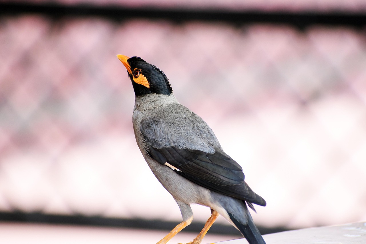 Banque Myna Oiseau Animal - Photo gratuite sur Pixabay - Pixabay