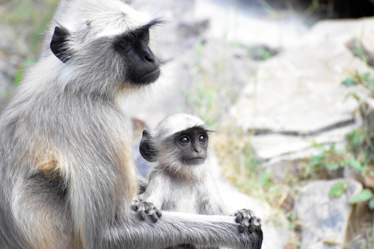 100,000+ Free Cute Baby Monkey & Monkey Images - Pixabay