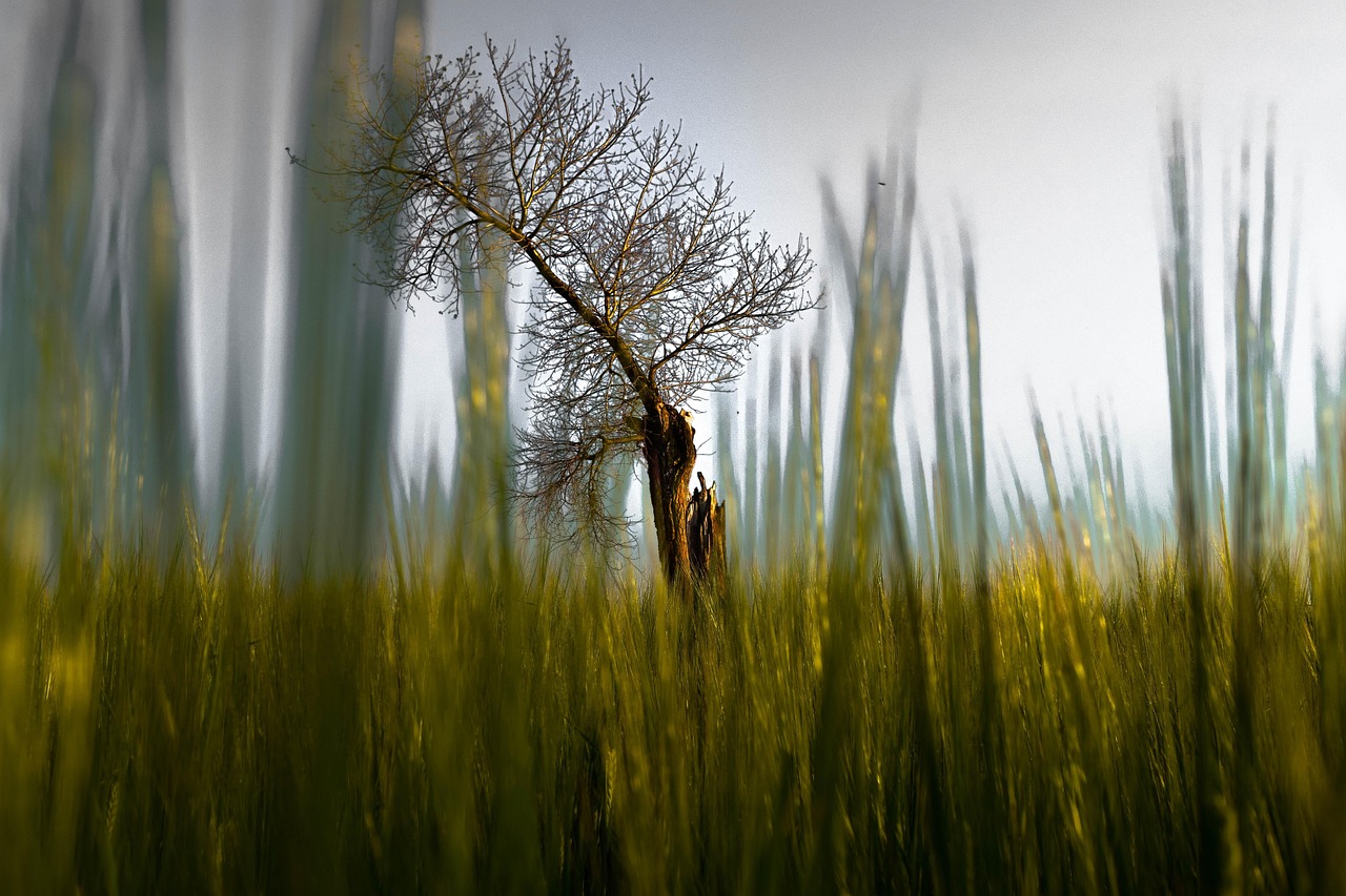 300,000+ Free Lone Tree In Field & Field Images - Pixabay