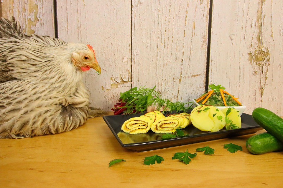 Chicken Omelette Food - Free photo on Pixabay - Pixabay
