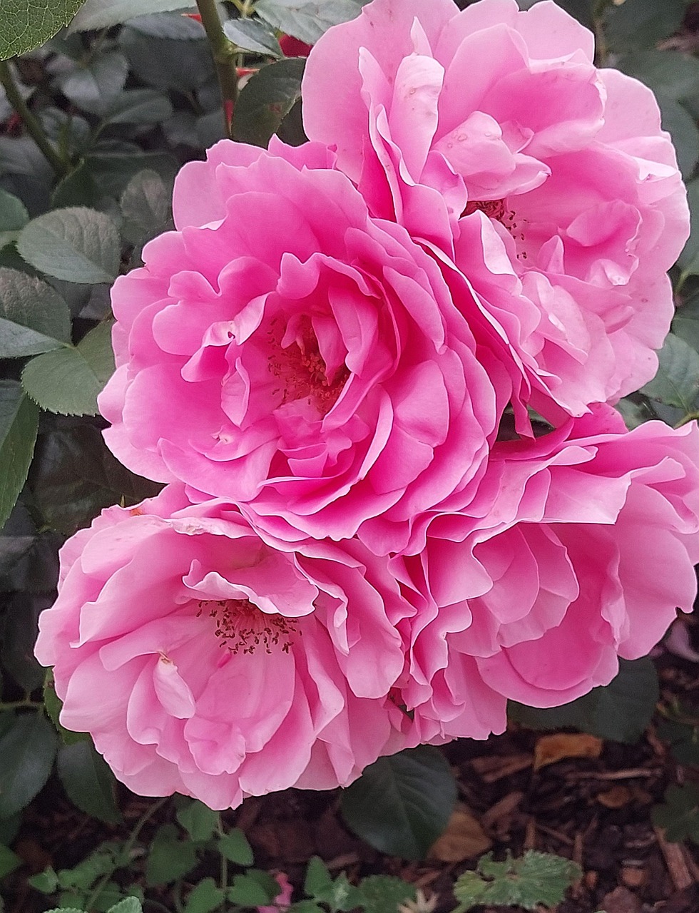 Roses Love Flower - Free photo on Pixabay - Pixabay