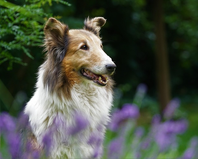 Hund Haustier Eckzahn - Kostenloses Foto auf Pixabay - Pixabay
