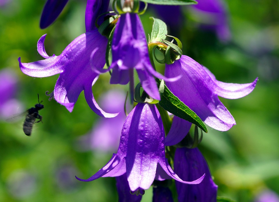 Bellflowers Flores Moradas - Foto gratis en Pixabay - Pixabay