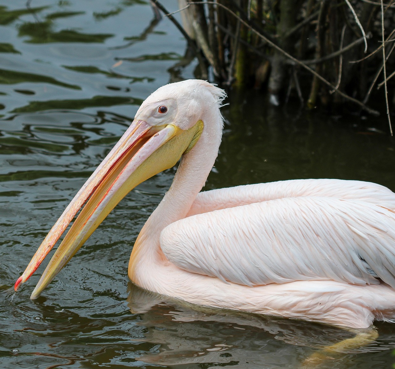 Pelican Bird White - Free photo on Pixabay - Pixabay