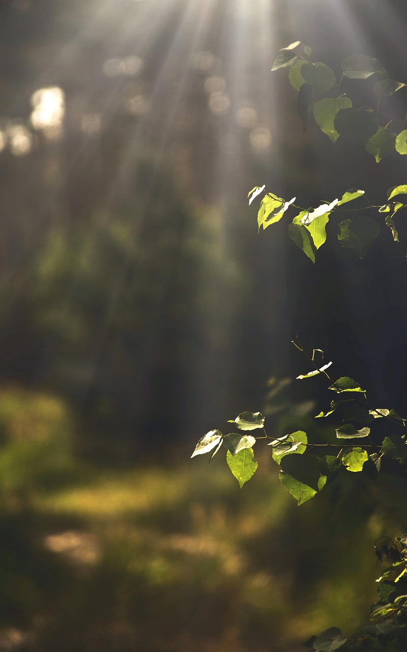 Floresta Folhas Luz Solar - Foto gratuita no Pixabay - Pixabay