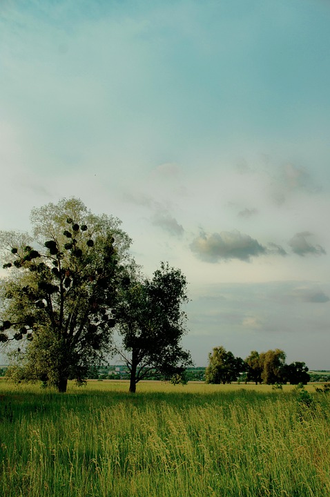 Meadow Trees Landscape - Free photo on Pixabay