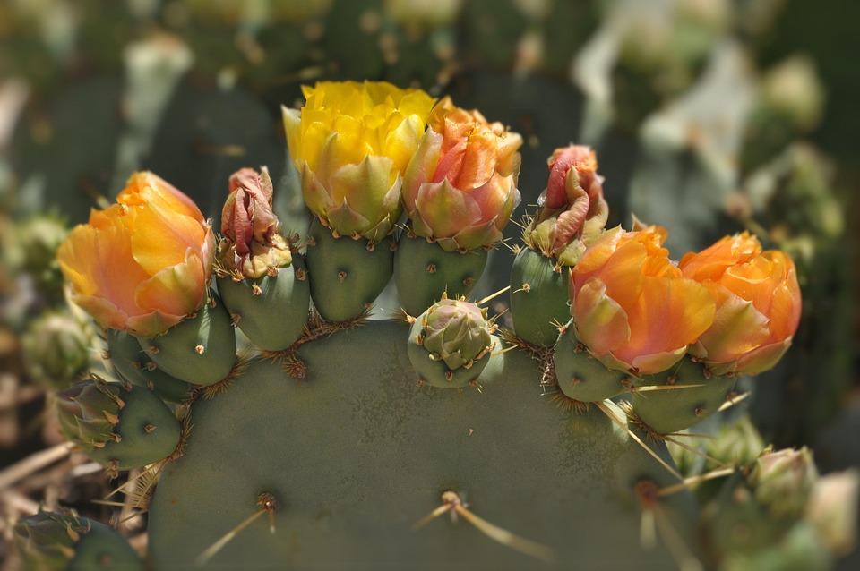 Opuntia Cactus Flores Higo - Foto gratis en Pixabay - Pixabay
