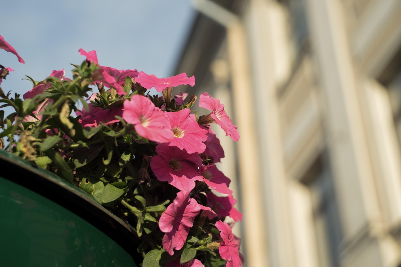 Petunia Kukat Kukkaruukku - Ilmainen valokuva Pixabayssa - Pixabay