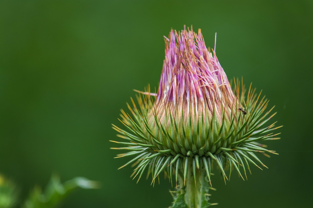 300+ Free Thorns Thistles & Thistle Images - Pixabay