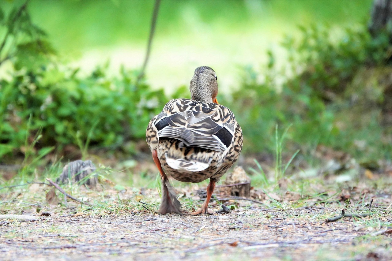 Colvert Canard Oiseau - Photo gratuite sur Pixabay - Pixabay