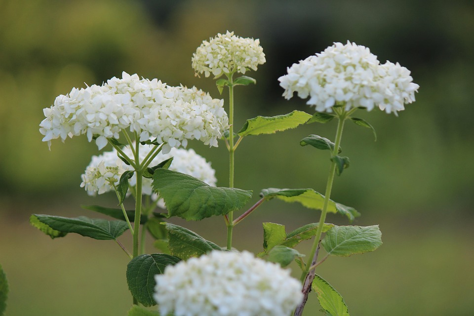 Hydrangea Bunga-Bunga - Foto gratis di Pixabay - Pixabay
