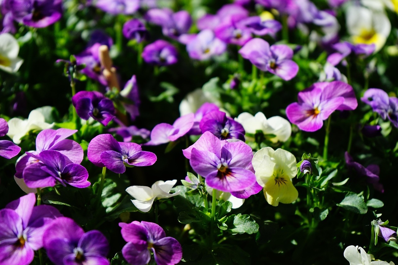 Flower Purple Blossom - Free photo on Pixabay - Pixabay