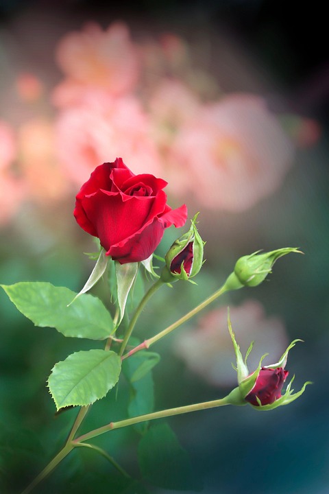 Bunga Mawar Merah