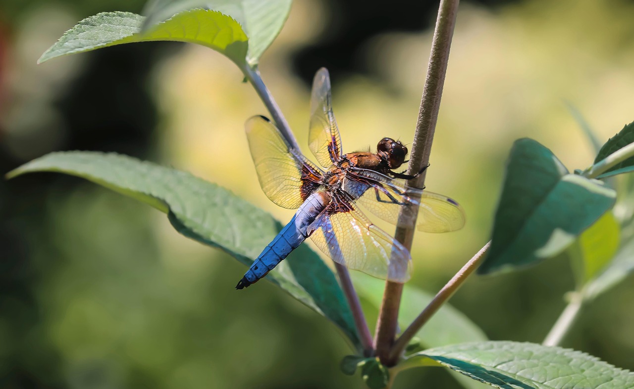 Libelle Insekt Makro - Kostenloses Foto auf Pixabay - Pixabay