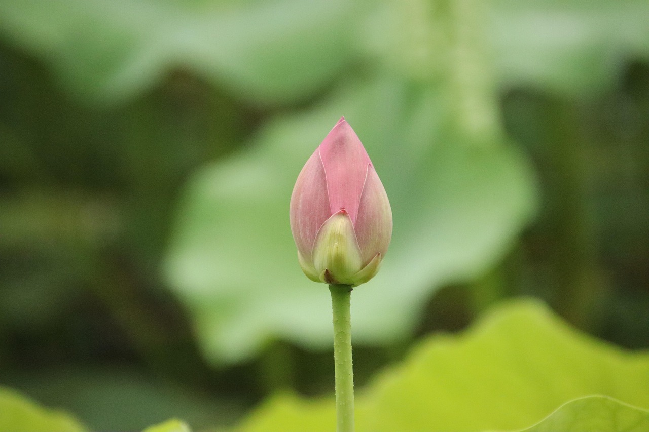 Lotus Bourgeon Fleur De - Photo gratuite sur Pixabay - Pixabay